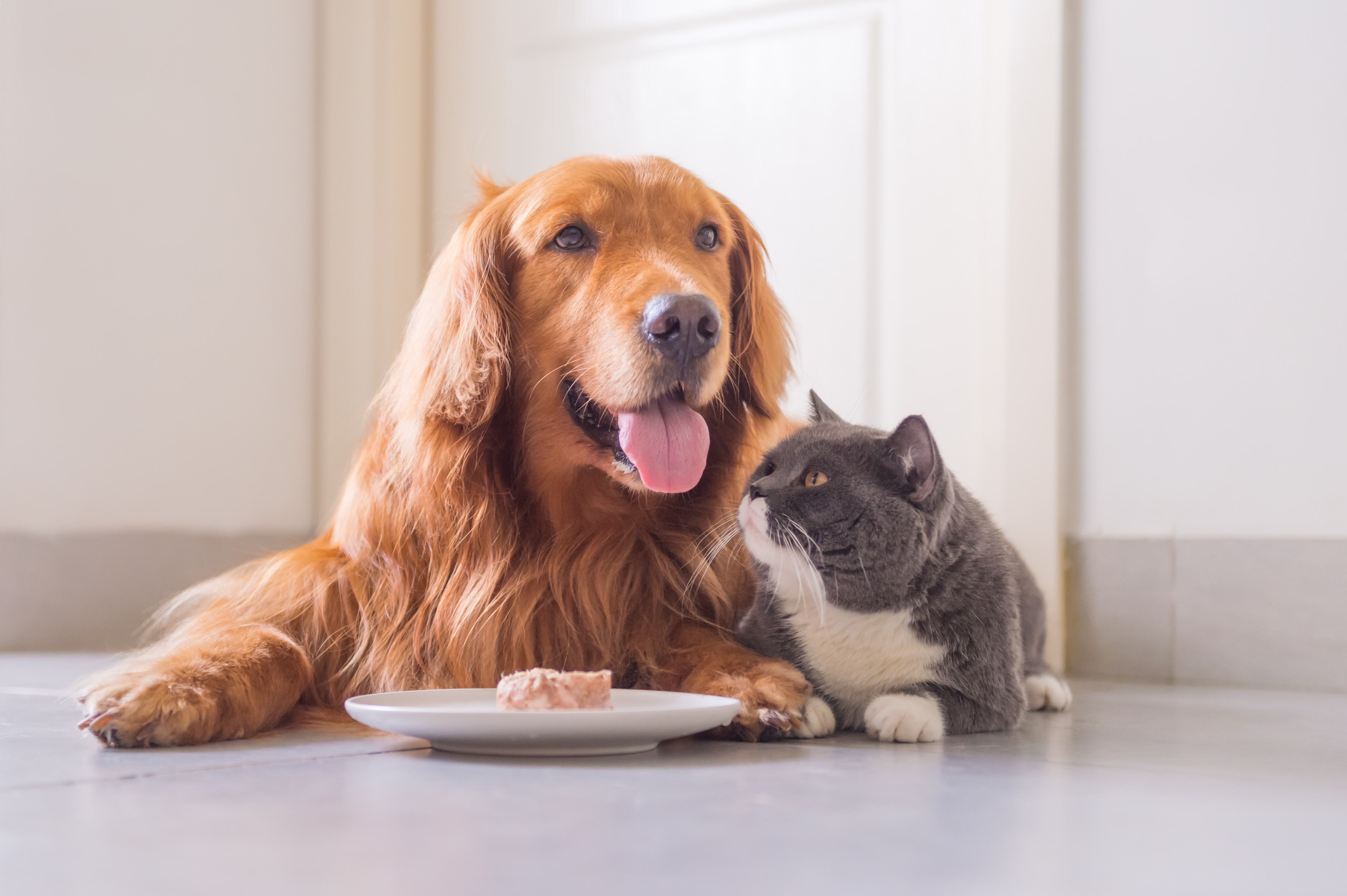 High-quality, traceable ingredients for happy cats and dogs | Prayon
